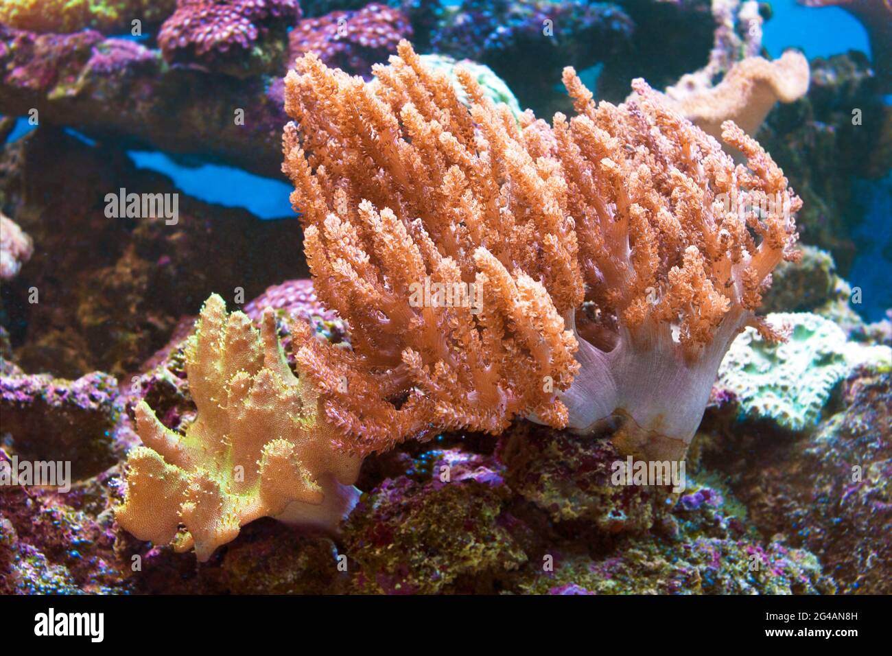 Bright soft corals grow in the shallows where currents sweep planktonic ...