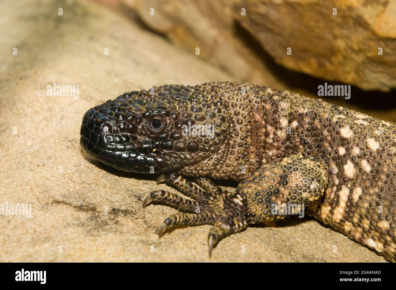 Mexican beaded lizard heloderma horridum hi-res stock photography and ...