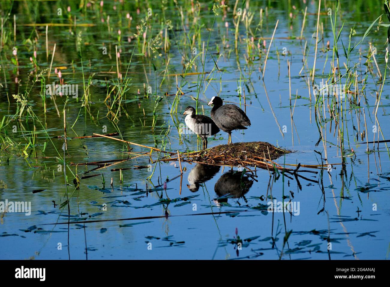 animals, wildlife, natur, bird, birds Stock Photo - Alamy