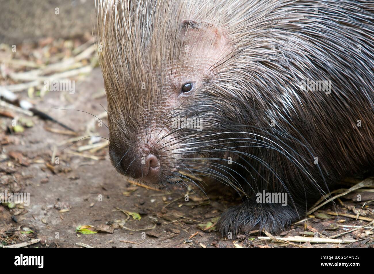 Thorn pig hi-res stock photography and images - Alamy