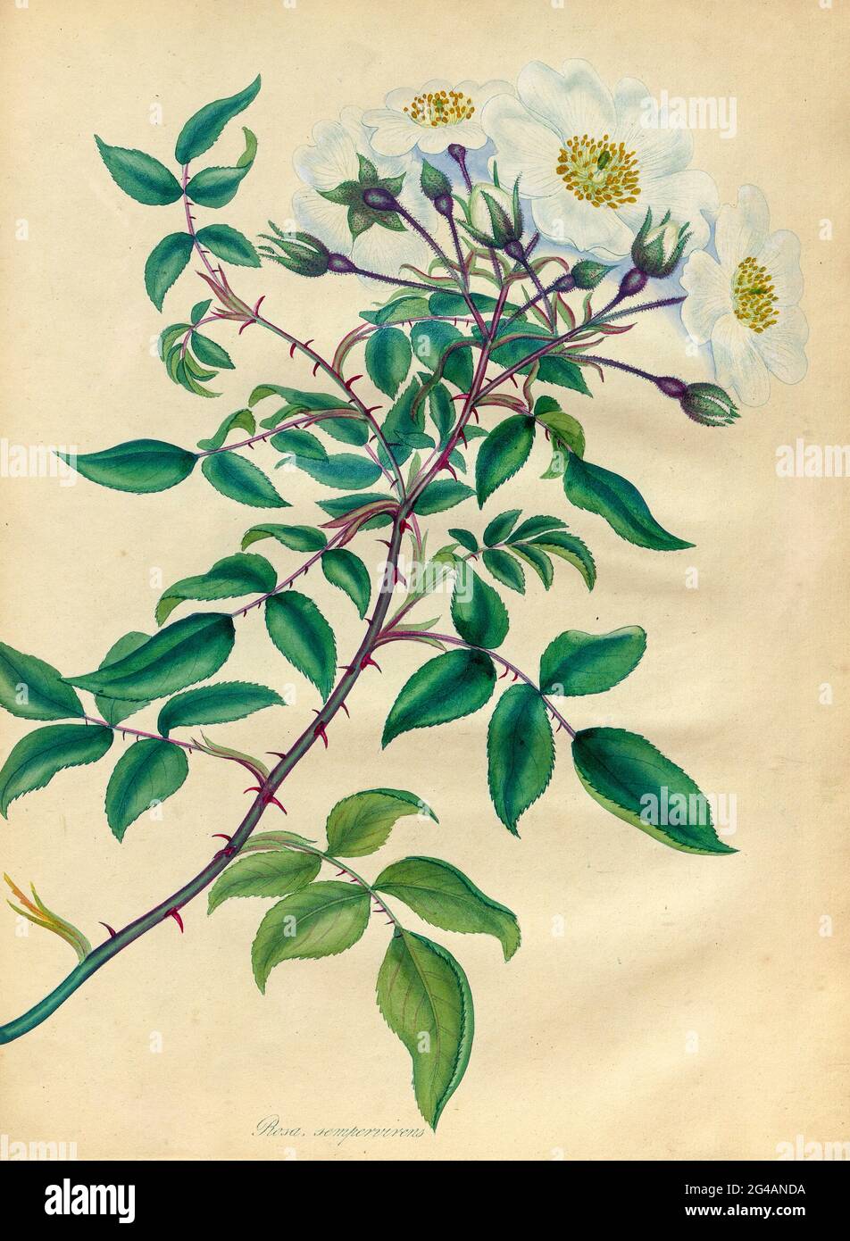 Rosa sempervirens bud hi-res stock photography and images - Alamy