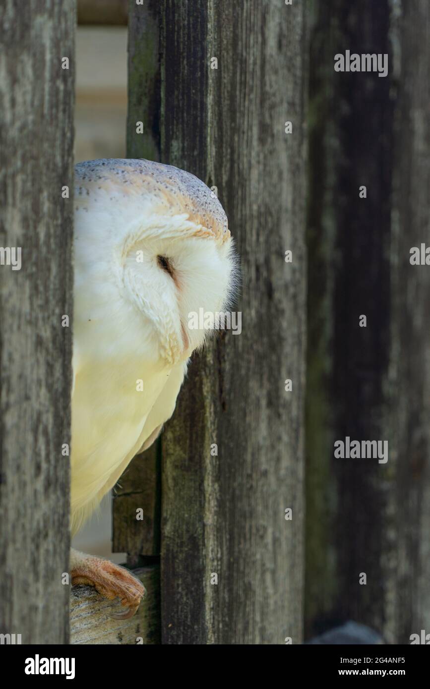 barn owl bird of prey brown and white silent killer Stock Photo - Alamy