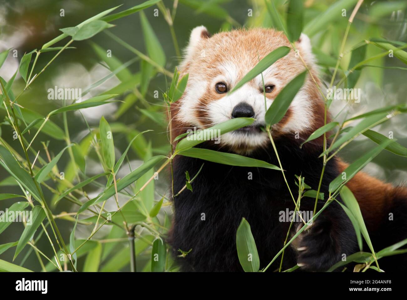 Red Panda Amongst Some Bushes Stock Photo - Alamy