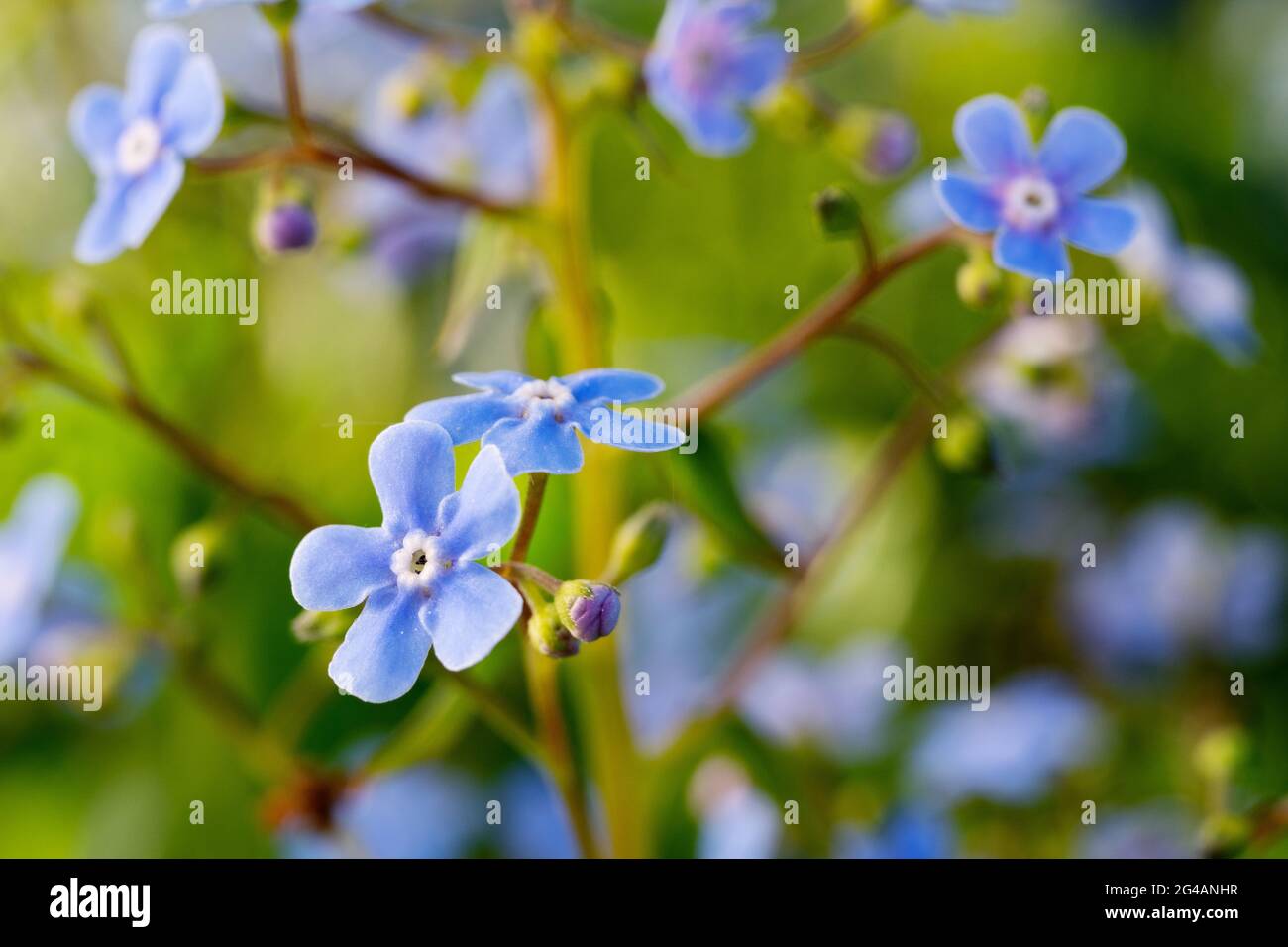 Forget-me-not blue flowers blossoming in spring garden Stock Photo - Alamy
