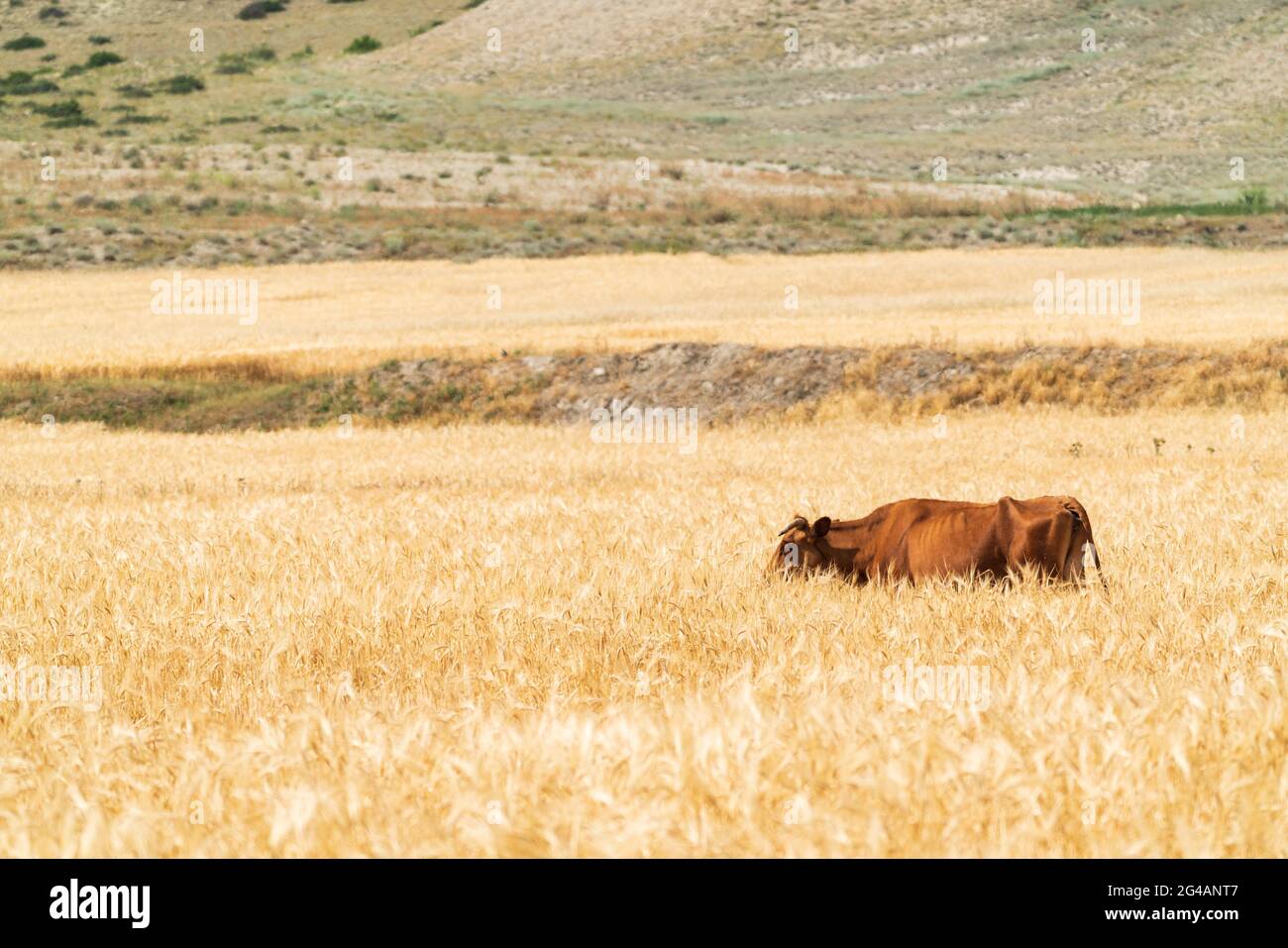Single cow in wheat field Stock Photo - Alamy