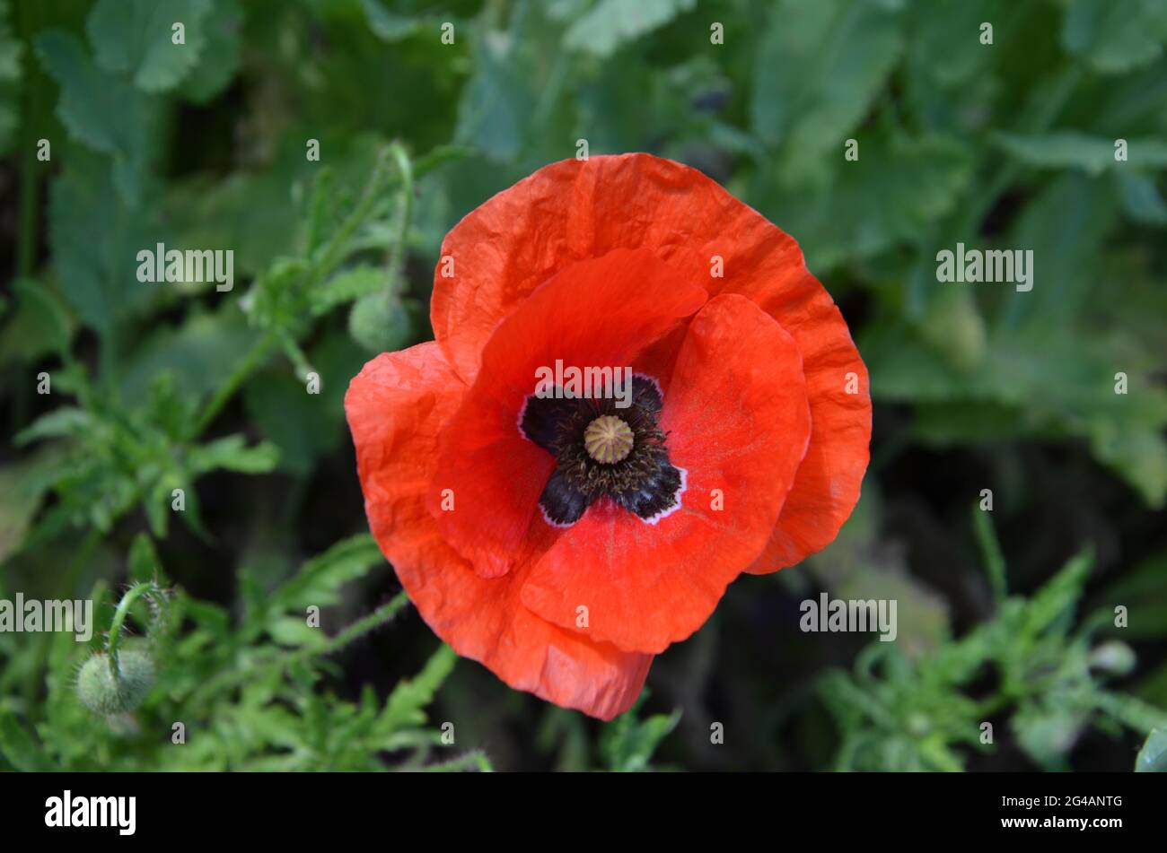 Red poppy close up Stock Photo - Alamy