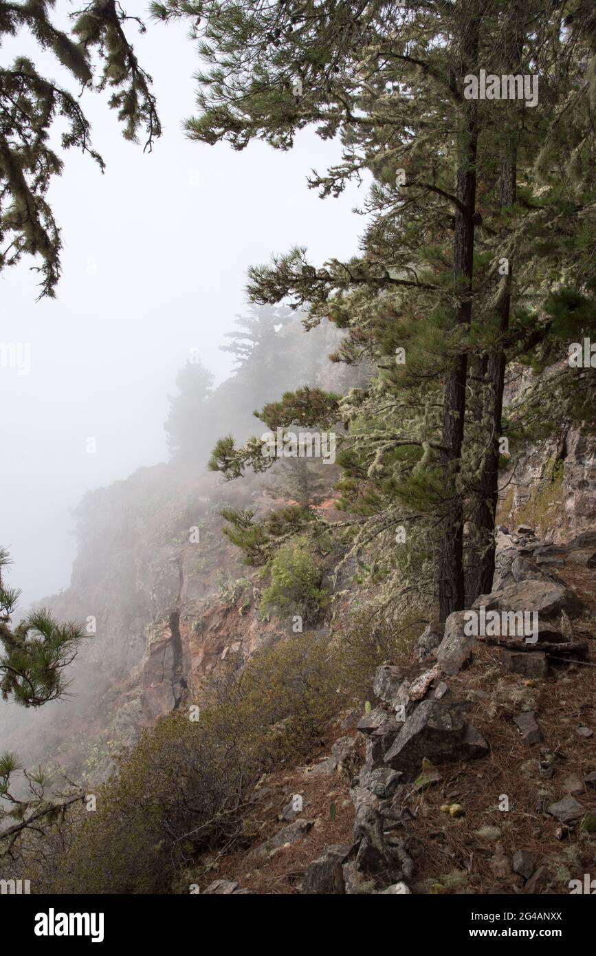 Needles of Canary Island Pine trap large amounts of condensation from ...