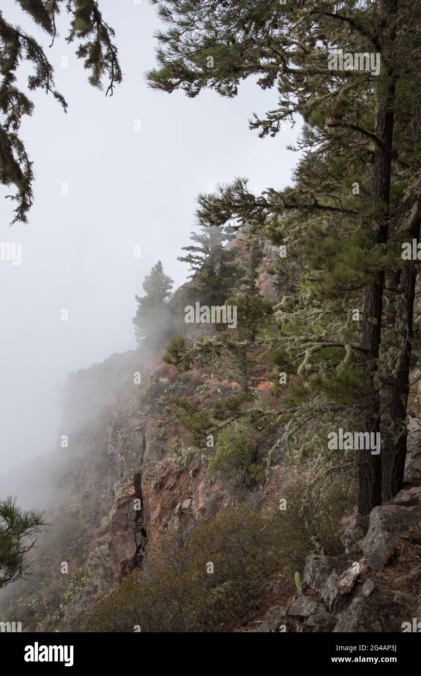 Needles of Canary Island Pine trap large amounts of condensation from ...