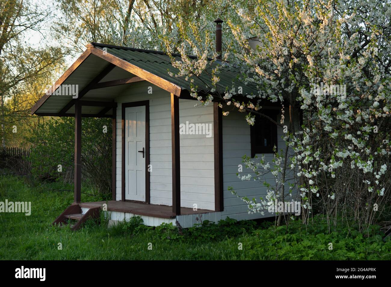 Small wooden cottage with blossoming cherry or plum tree in spring ...