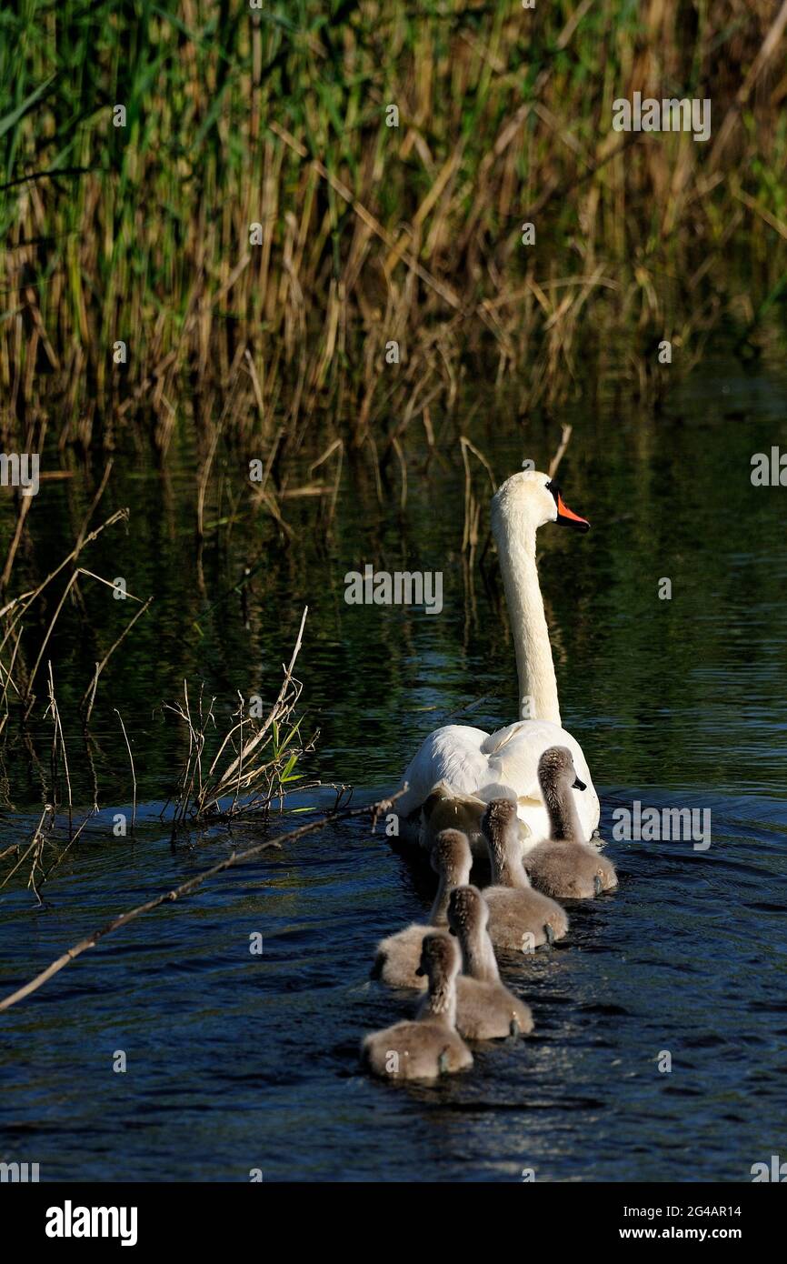 Governor neognathic birds hi-res stock photography and images - Alamy