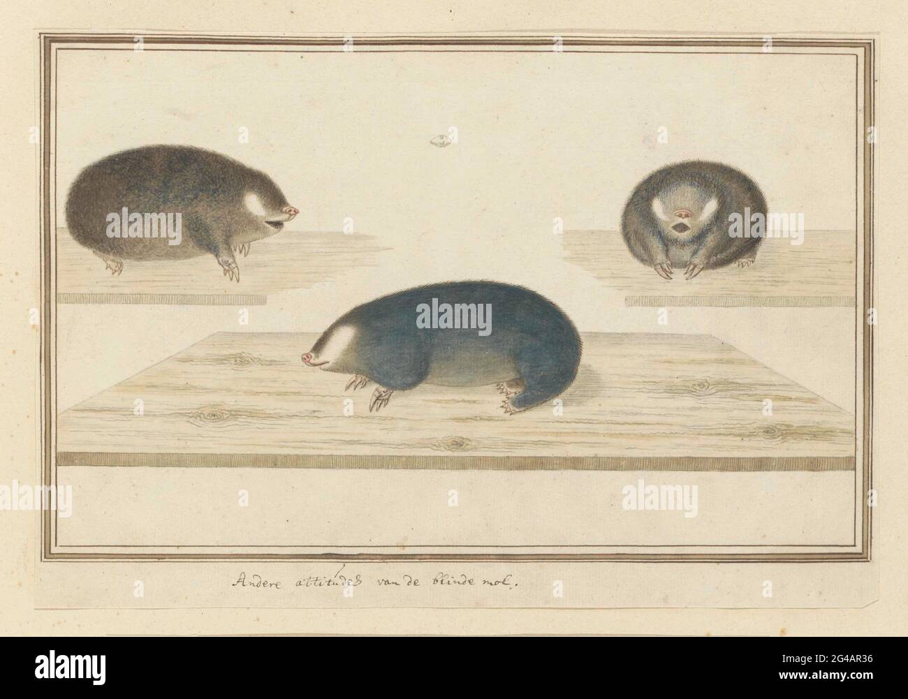 Mole boards hi-res stock photography and images - Alamy