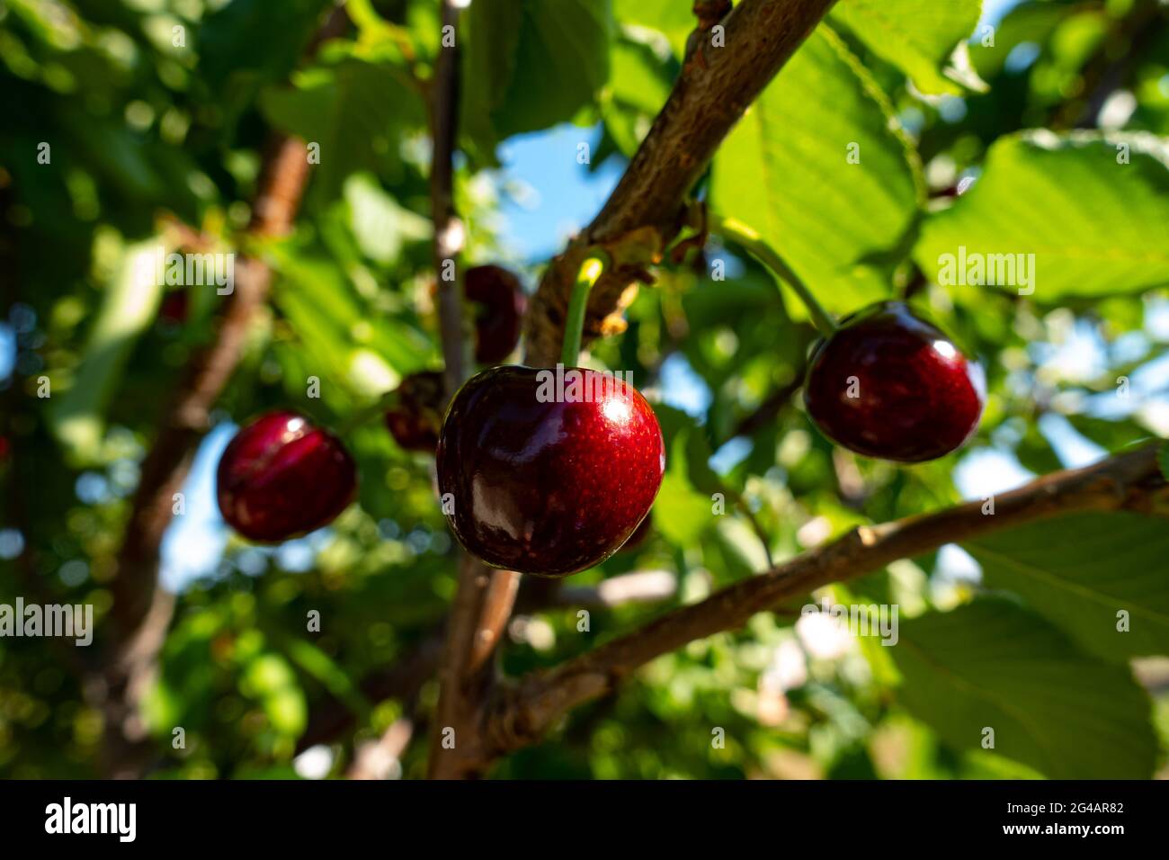 Cherry on the tree hi-res stock photography and images - Alamy