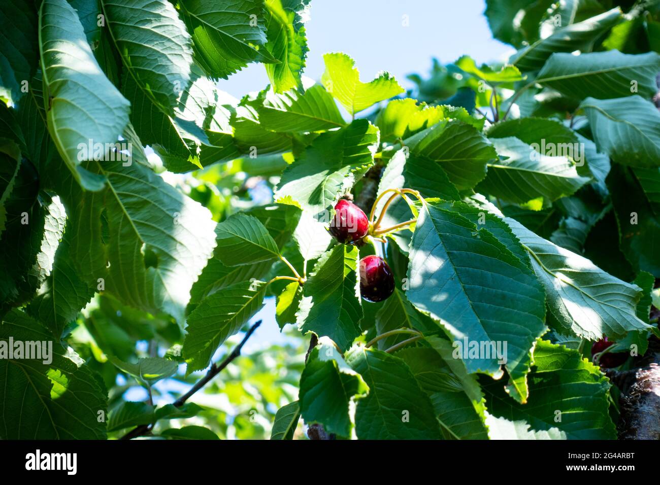 Cherry on the tree hi-res stock photography and images - Alamy