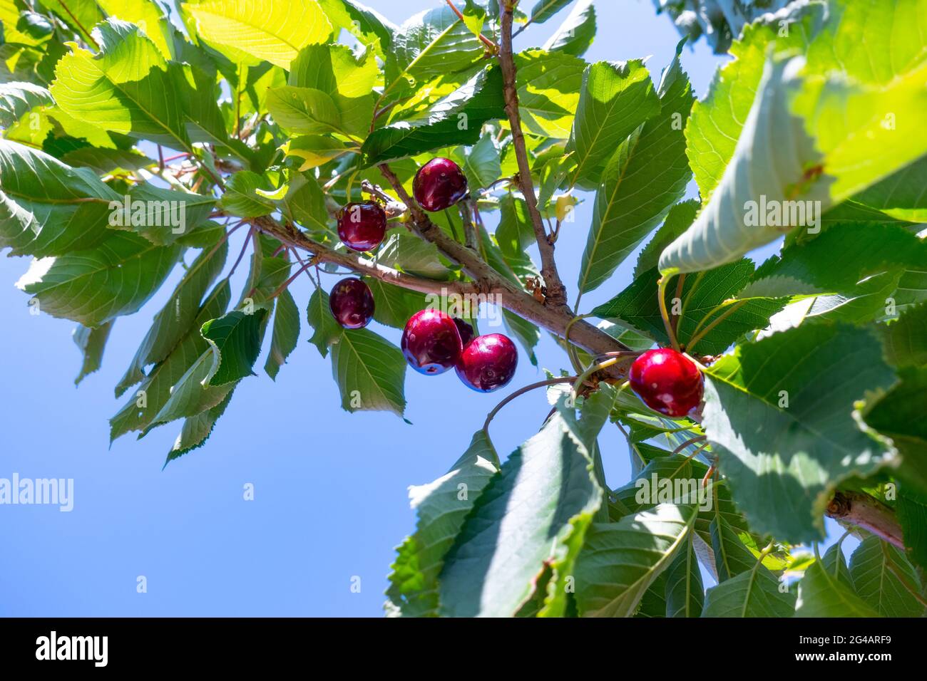 Cherry on the tree hi-res stock photography and images - Alamy