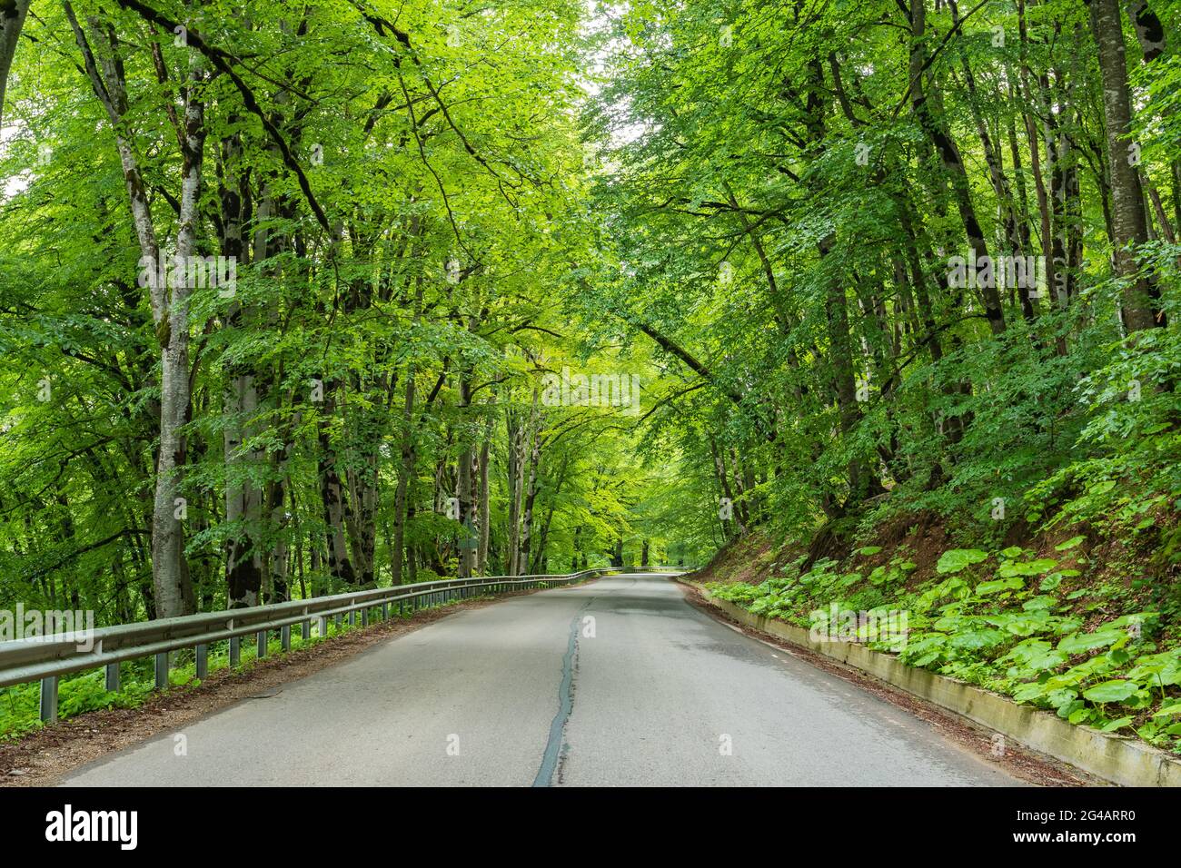 Sabaduri forest in summer, a beautiful place in the north of Tbilisi ...