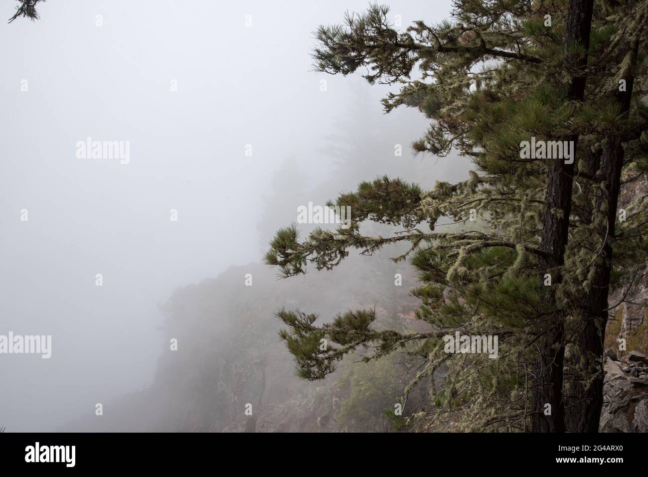 Needles of Canary Island Pine trap large amounts of condensation from ...