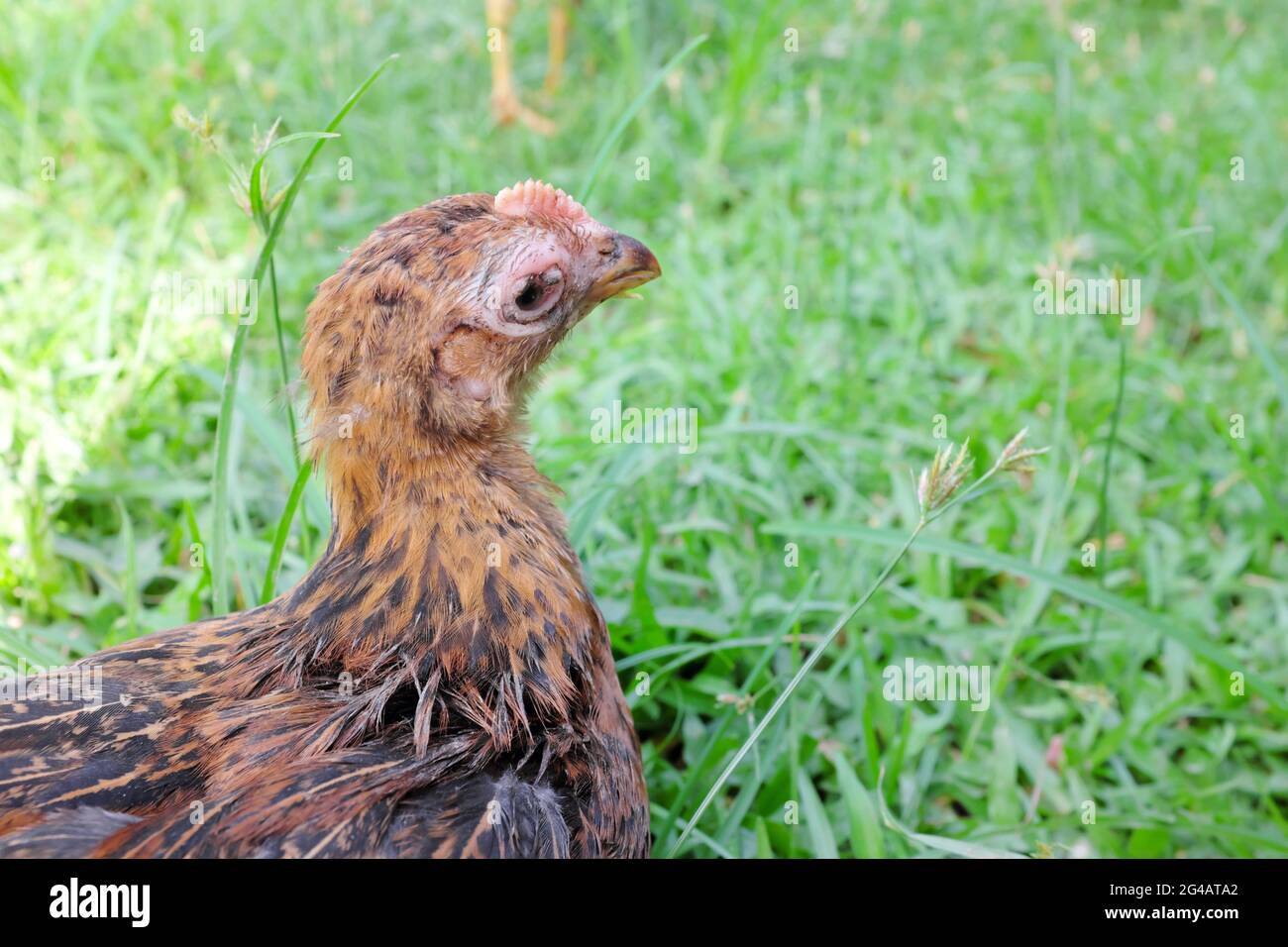 Coryza Chicken Swollen Eye Treatment at David Rogge blog