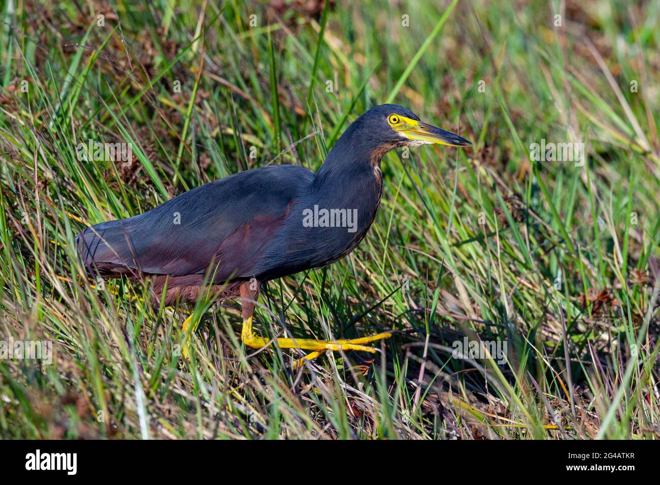 Dwarf Bittern (Lxobrychus sturmii) in the wetlands of the Okavango ...