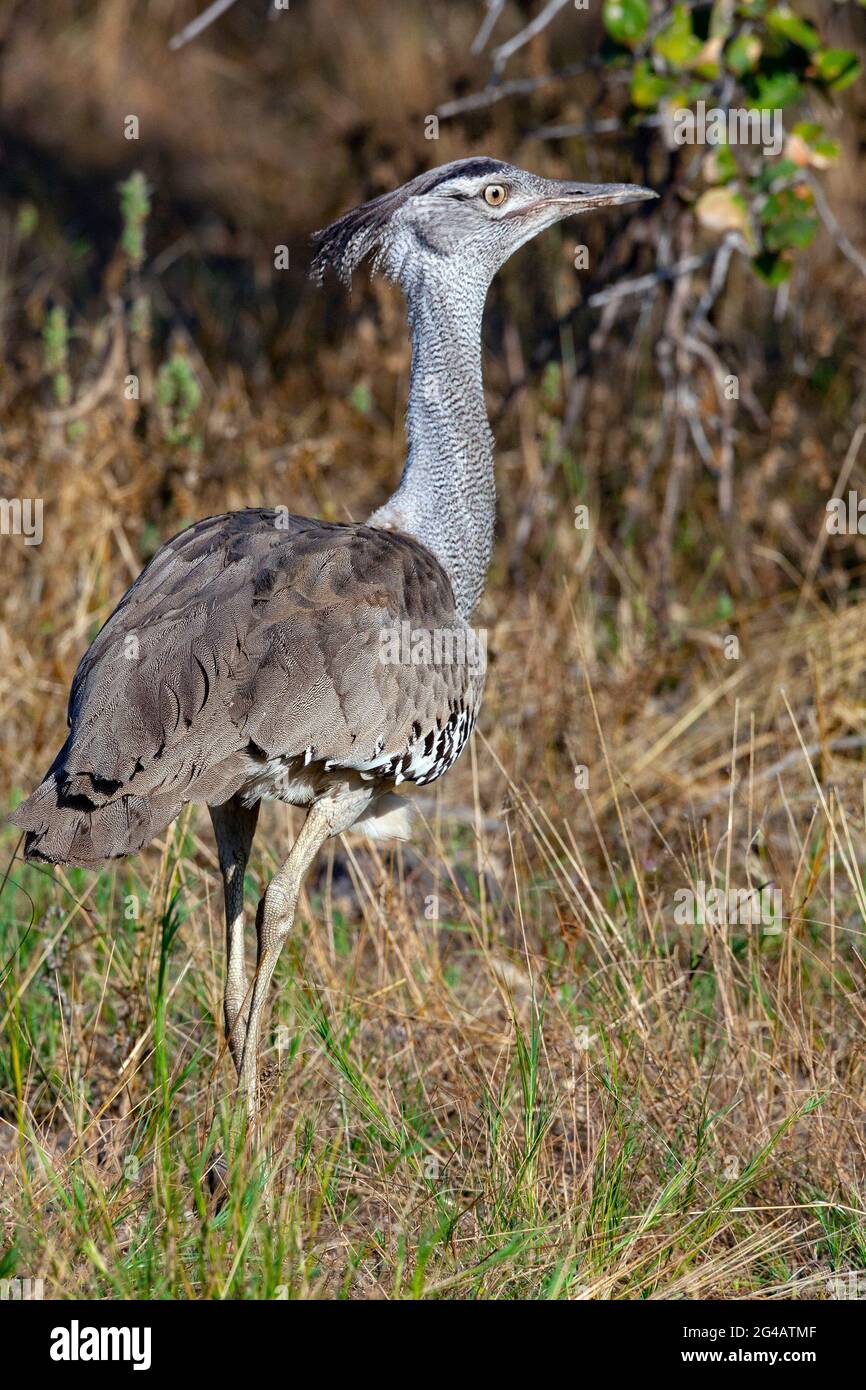 Kori Bustard (Ardeotis kori) in the Savuti region of northern Botswana ...