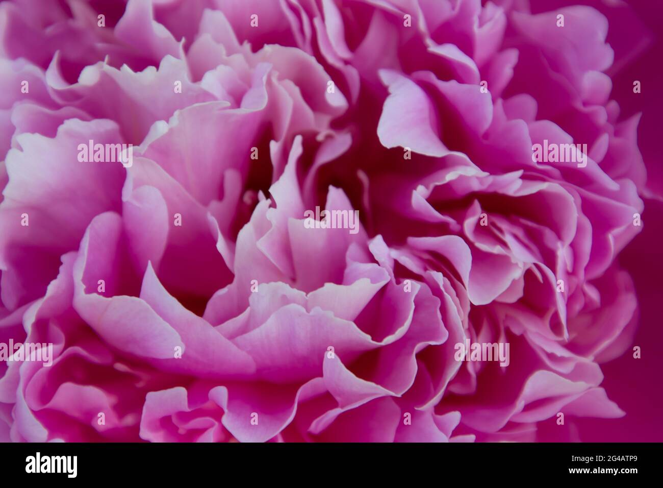Pink floral texture hi-res stock photography and images - Alamy