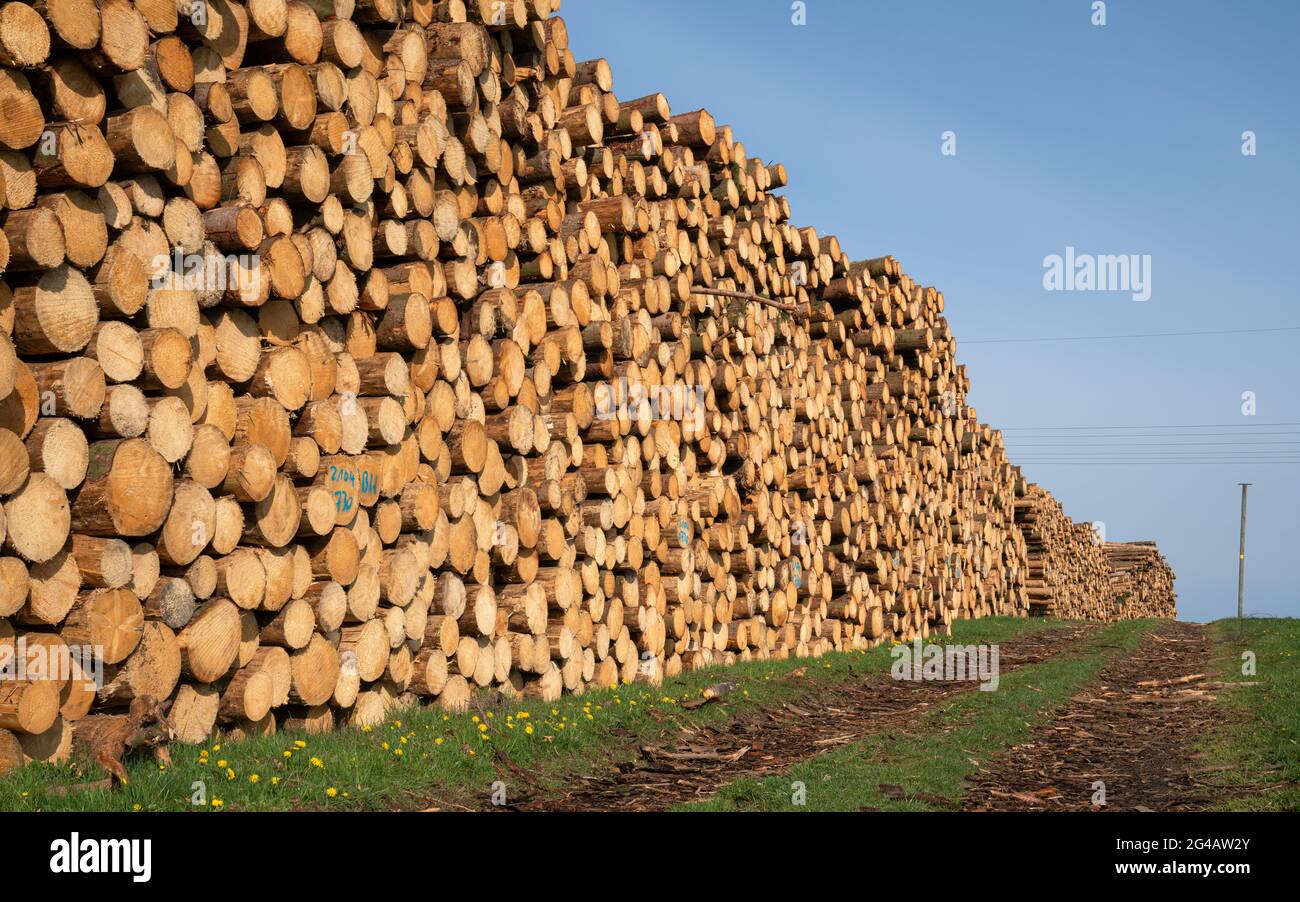 Panoramic image of footpath alongside log piles, forestry in Germany ...