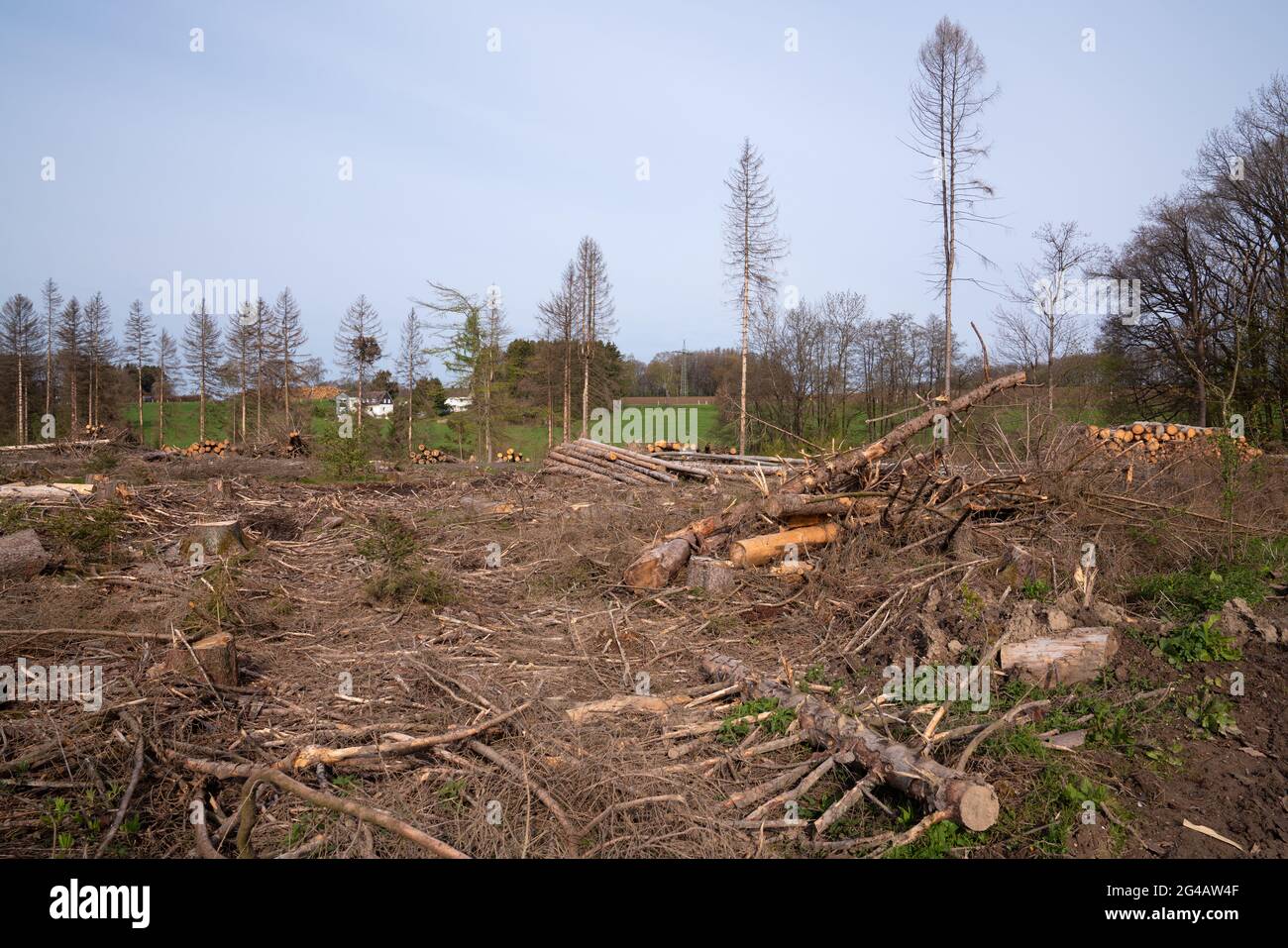 Panoramic image of cleared forest, forest dieback in North Rhine ...