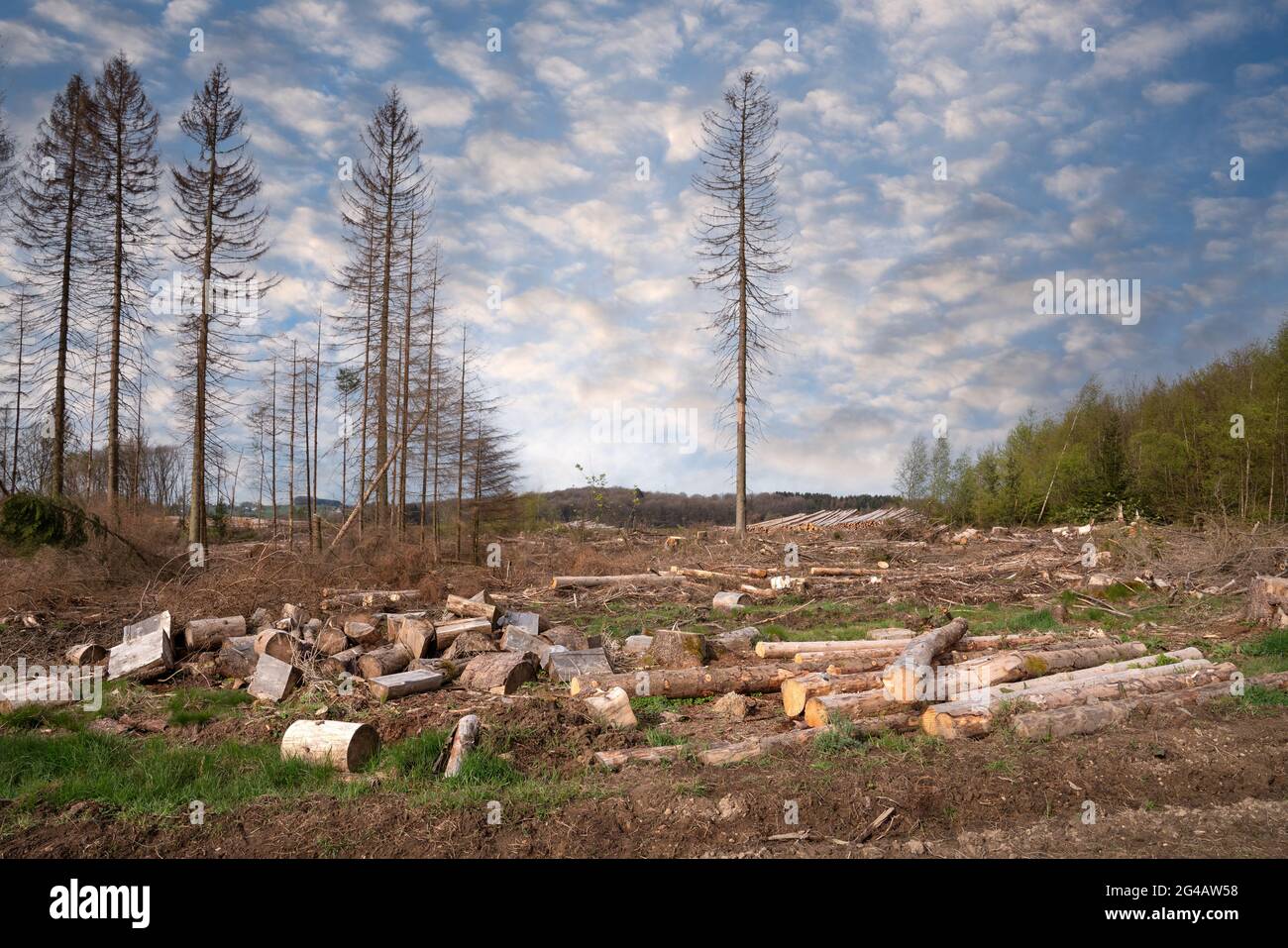 Change forestry hi-res stock photography and images - Alamy