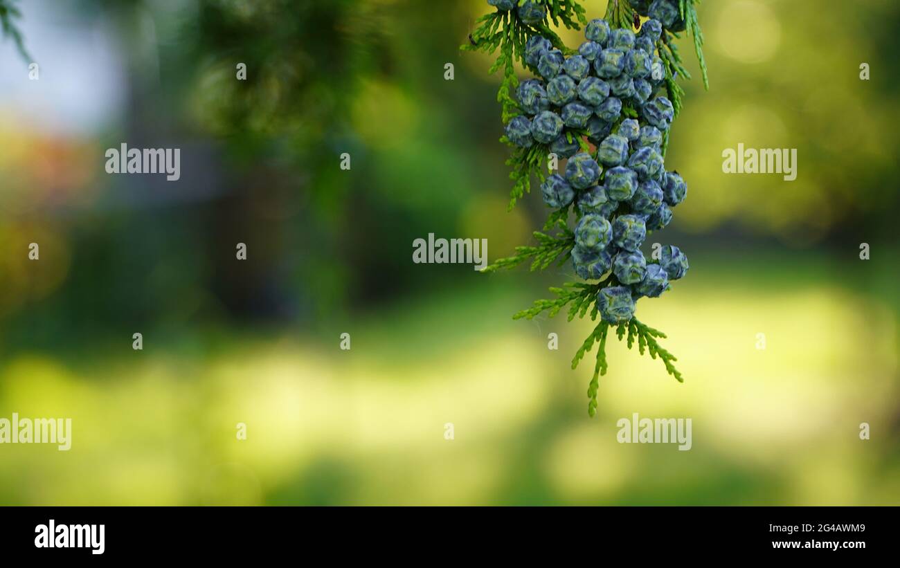 June berry tree hi-res stock photography and images - Alamy