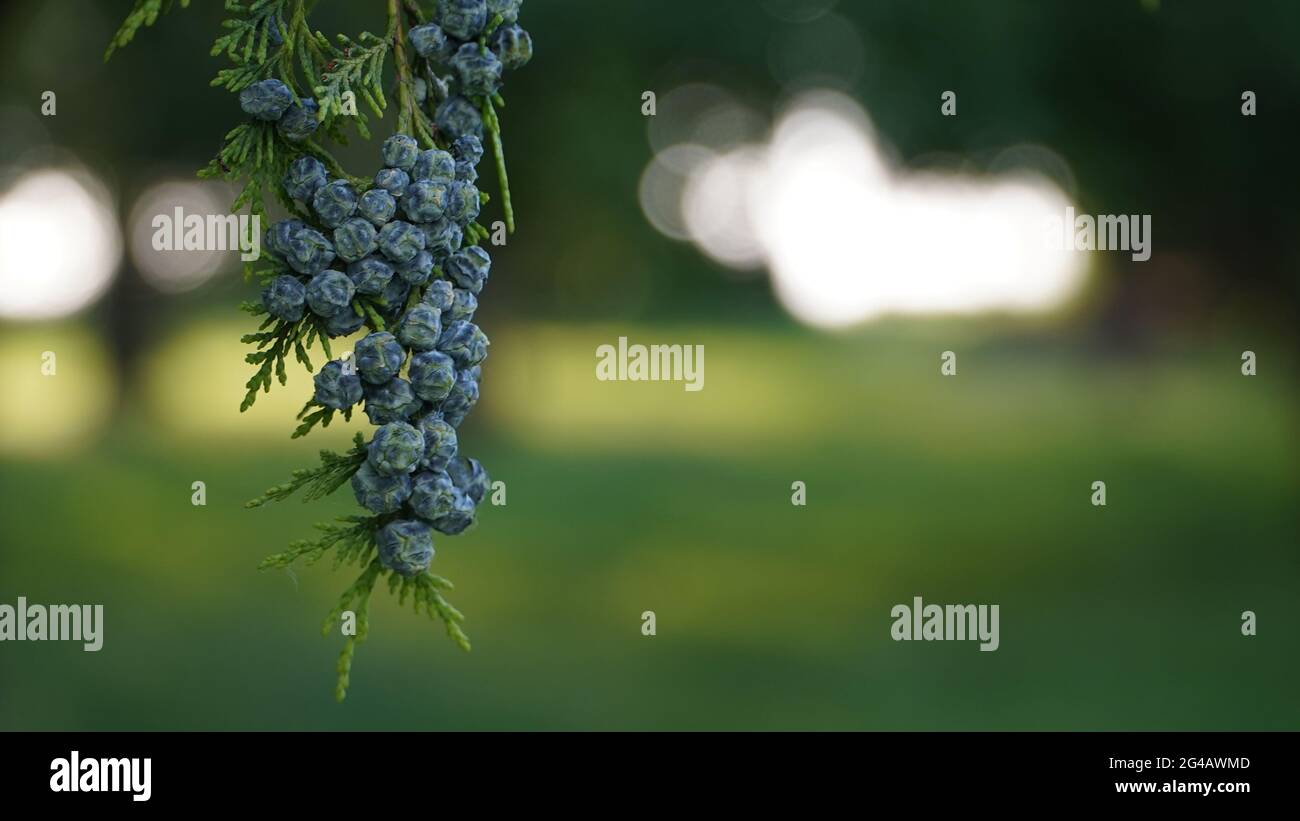 June berry tree hi-res stock photography and images - Alamy