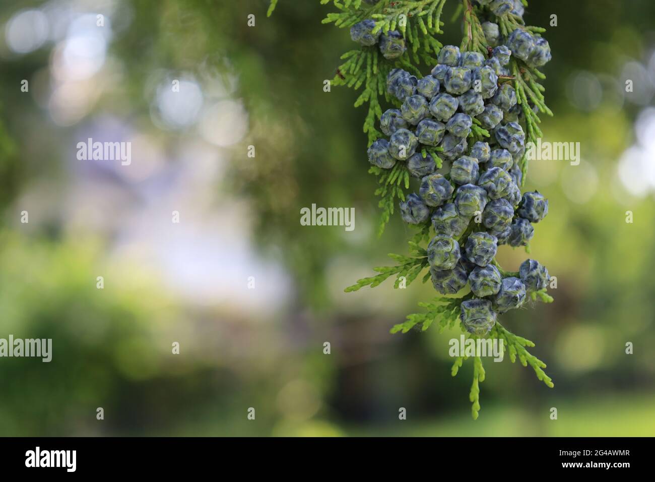 June berry tree hi-res stock photography and images - Alamy