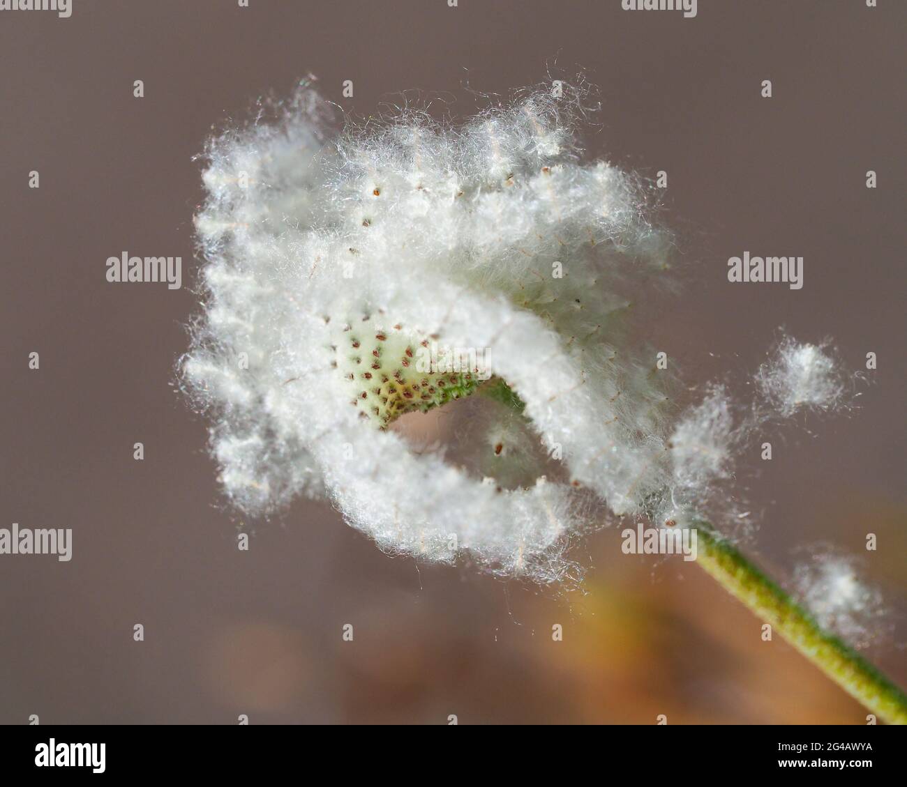 Gold coast australia japanese hi-res stock photography and images - Alamy