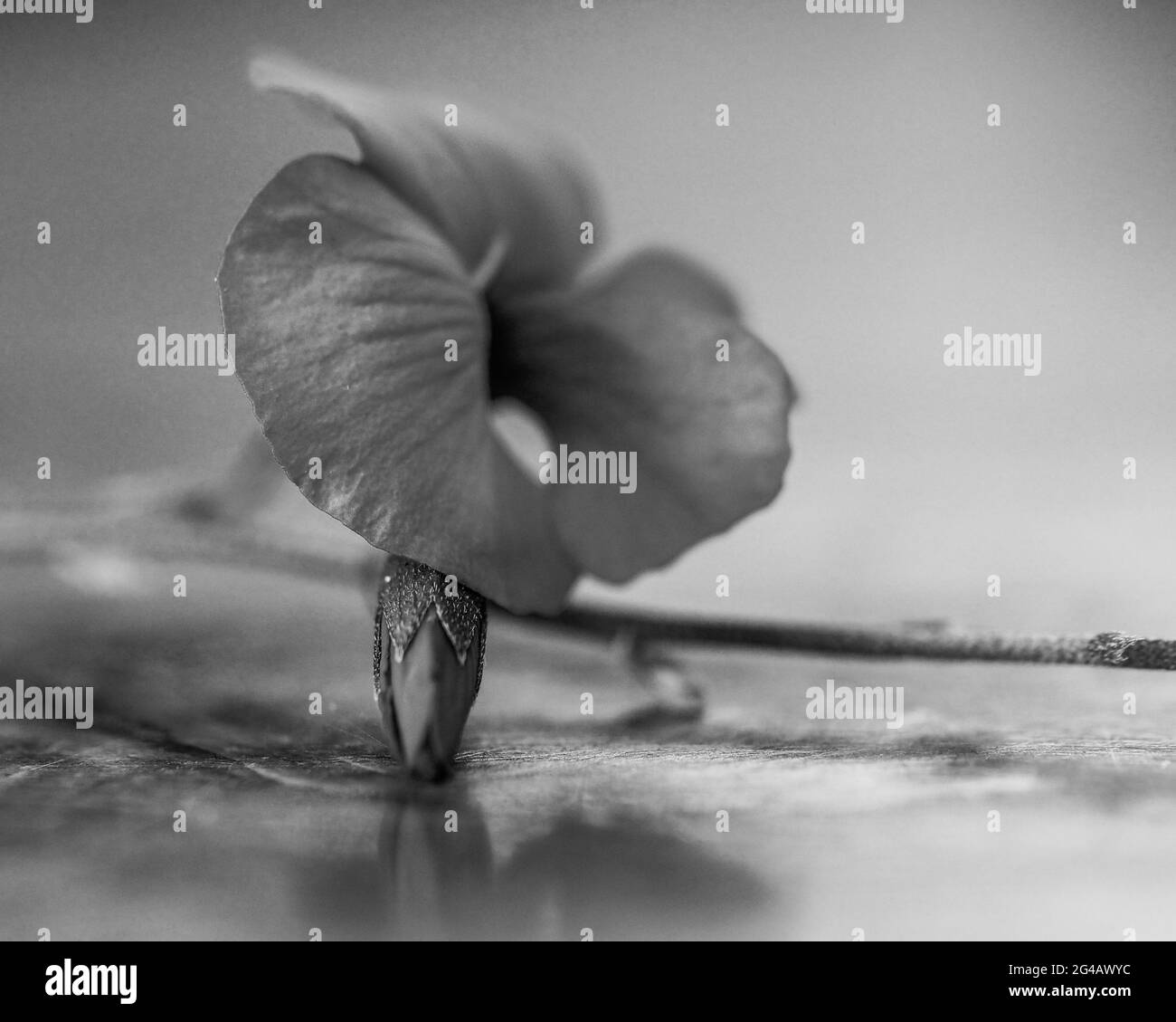 Macro in monochrome of a tiny Chorizema cordatum, Heart Leaf Flame Pea ...
