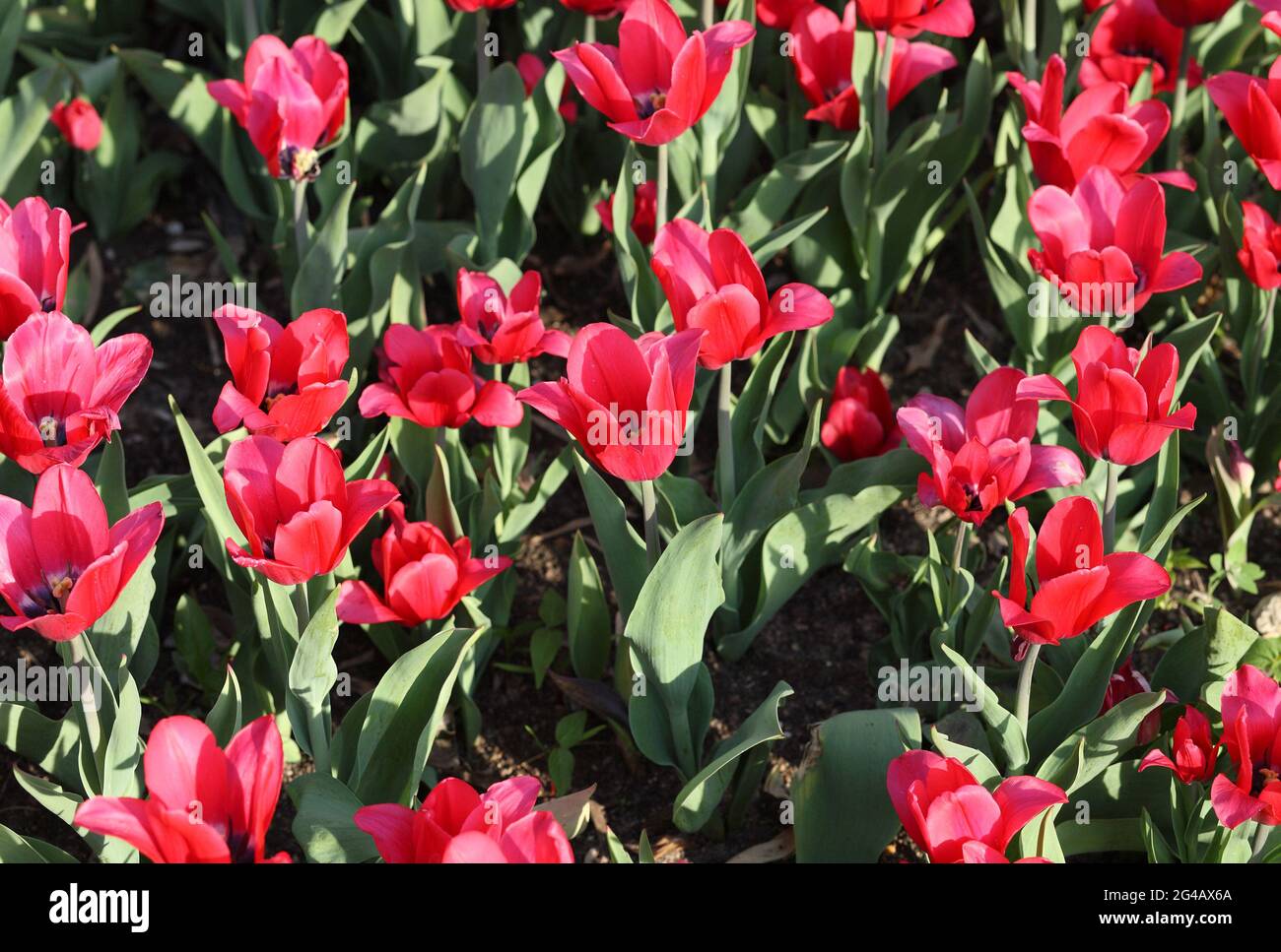 red tulip at spring on Earth Stock Photo - Alamy