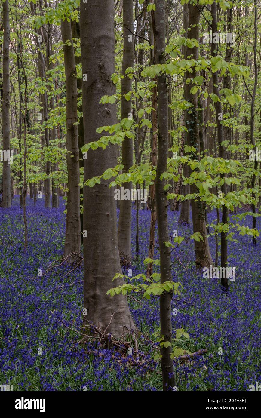 Beautiful soft spring light in bluebell woods in English countryside ...