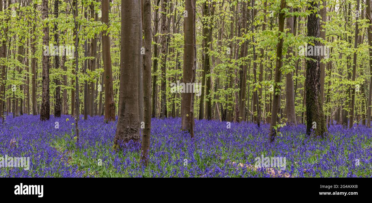 Beautiful soft spring light in bluebell woods in English countryside ...