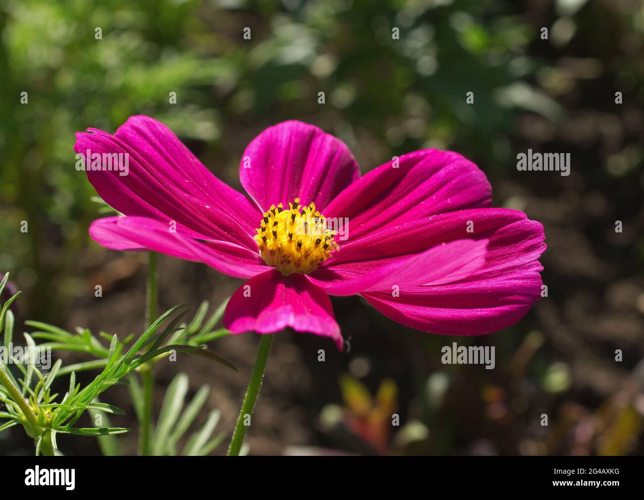 Cosmos bipinnatus plant with purple blossom, also known as garden ...