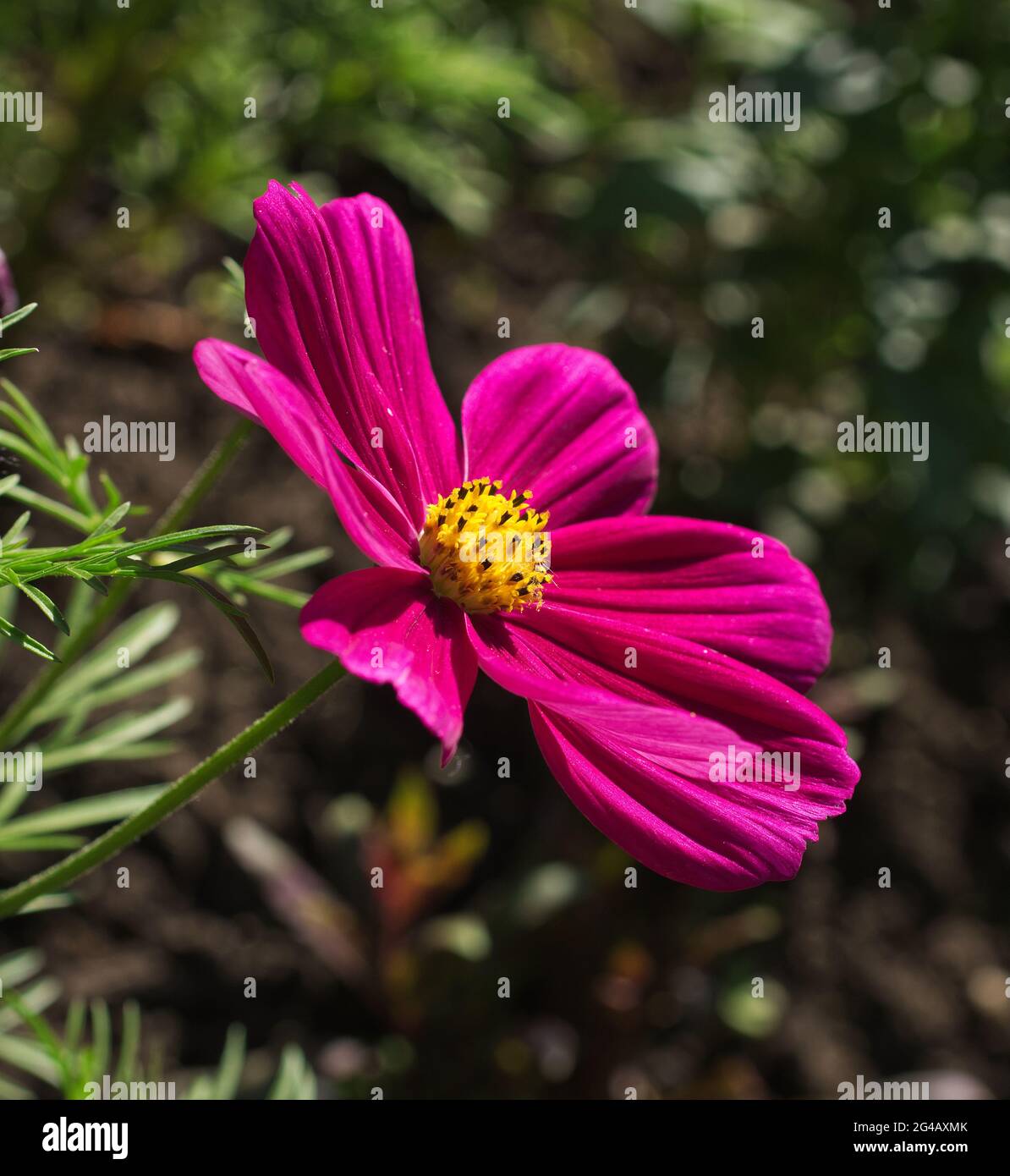Purple blossom of Cosmos bipinnatus plant, also known as garden cosmos ...