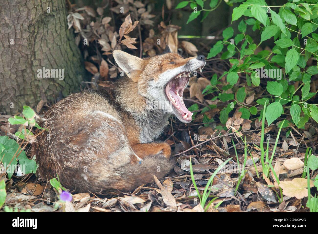 Curled animals hi-res stock photography and images - Alamy