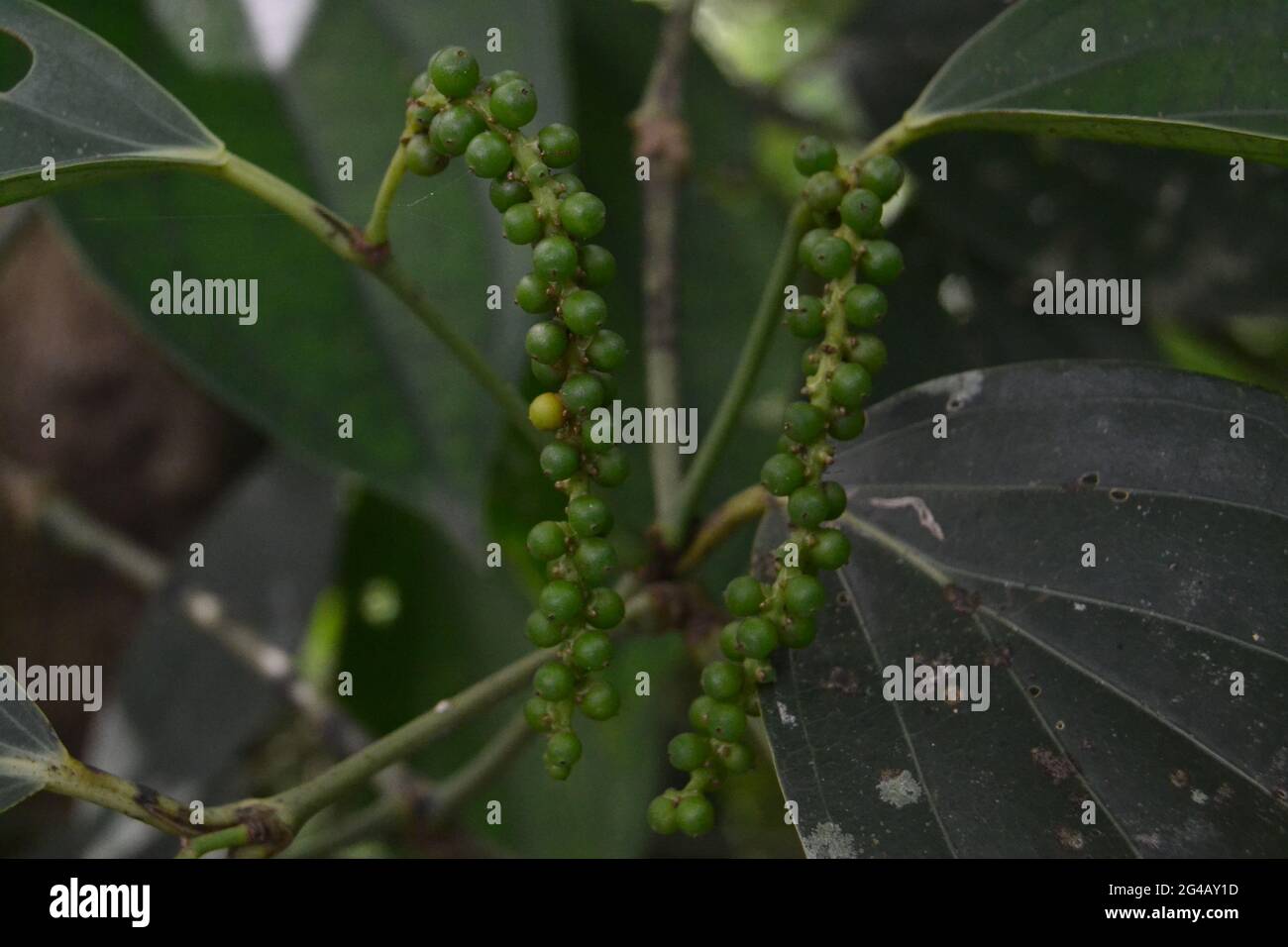 Black pepper plant kerala india hi-res stock photography and images - Alamy