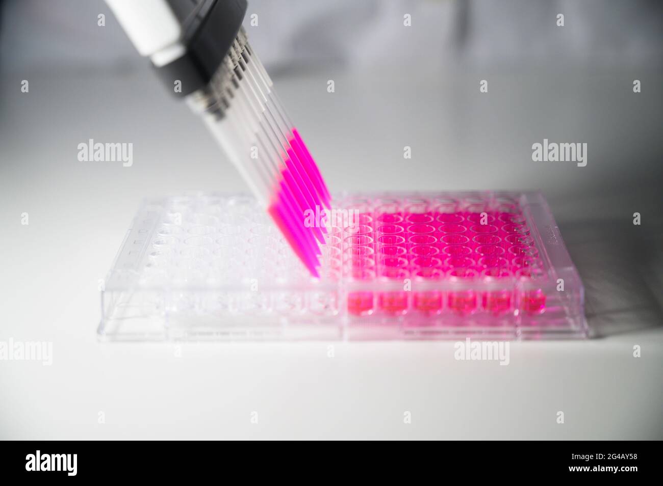 Scientist holding Multi channel pipette withdrawing pink color solution ...