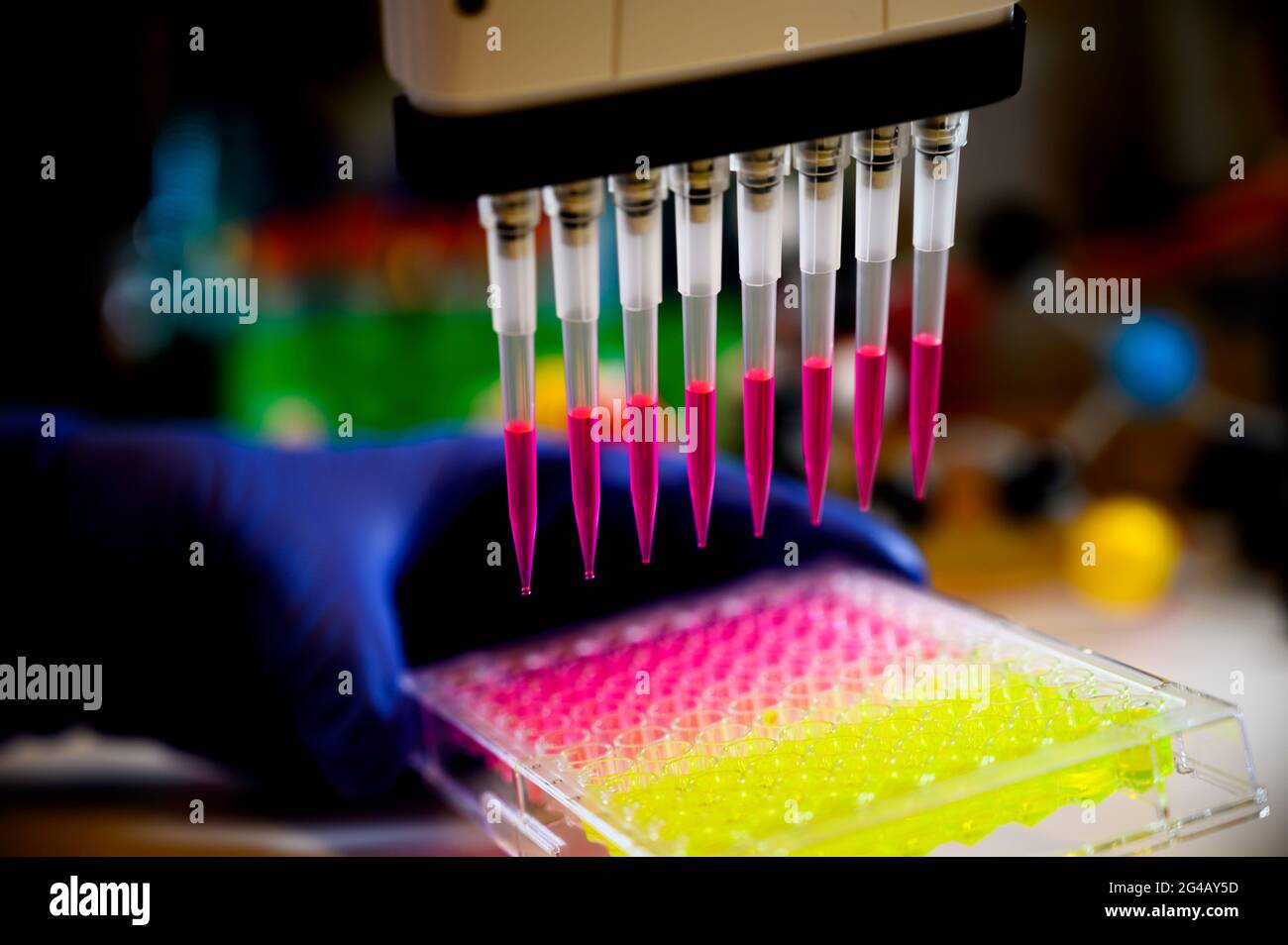 Scientist holding Multi channel pipette withdrawing pink color solution ...