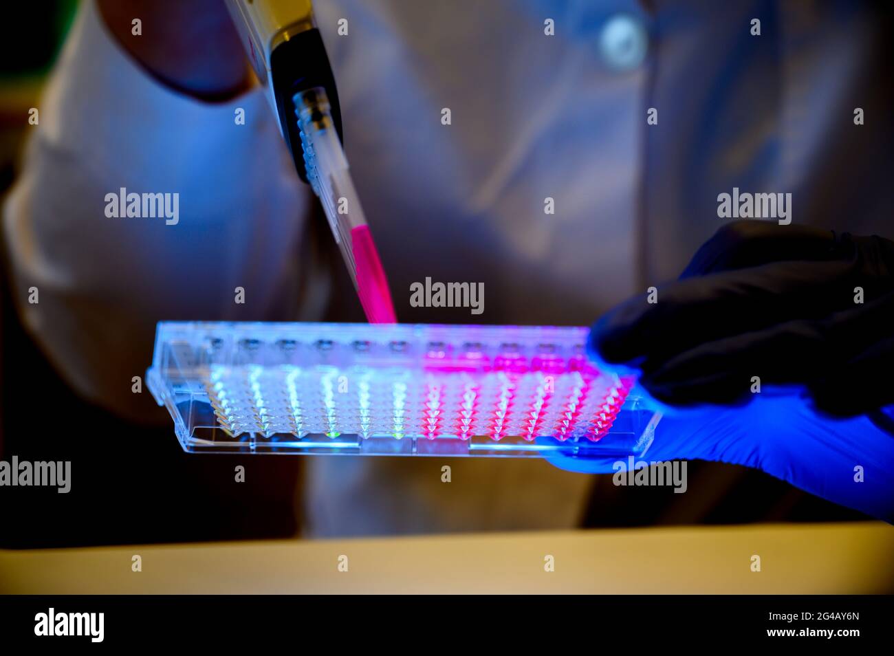Researcher holding Multi channel pipette withdrawing pink color ...