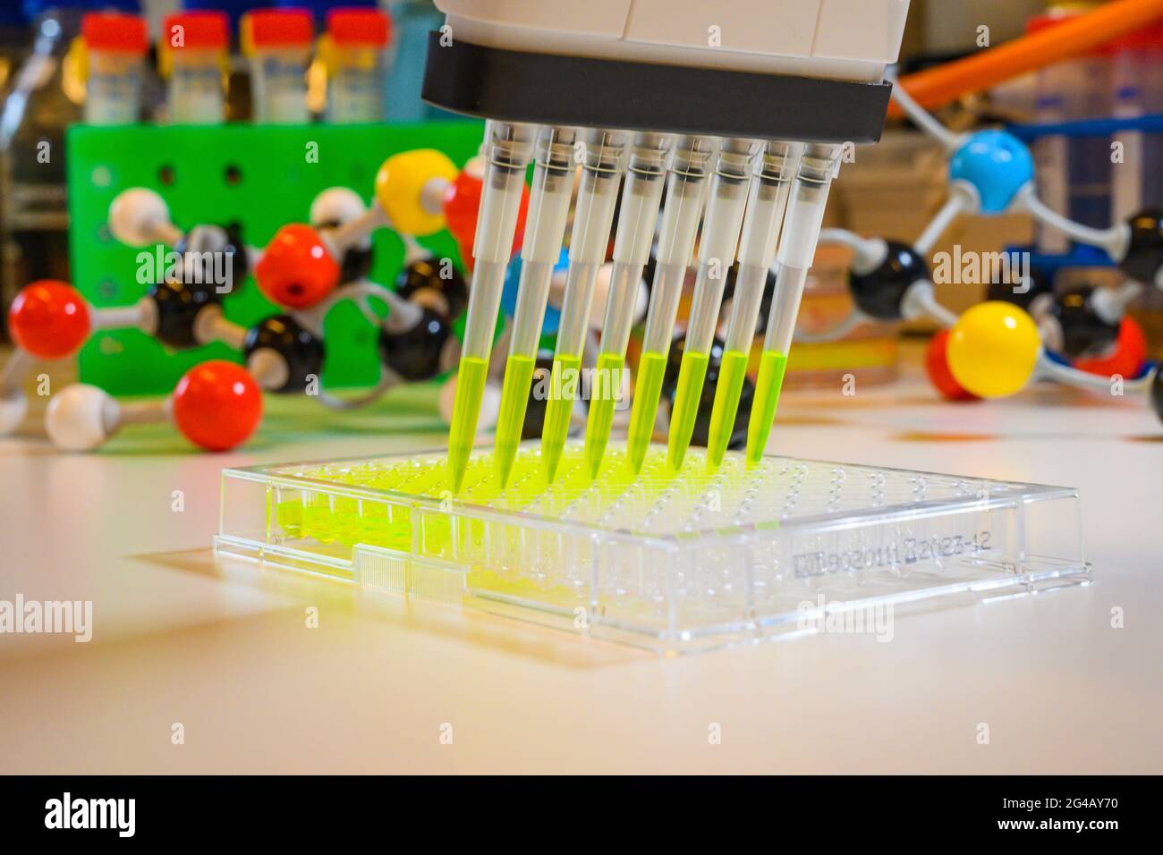 Multi channel pipette withdrawing yellow compound solution with tips ...