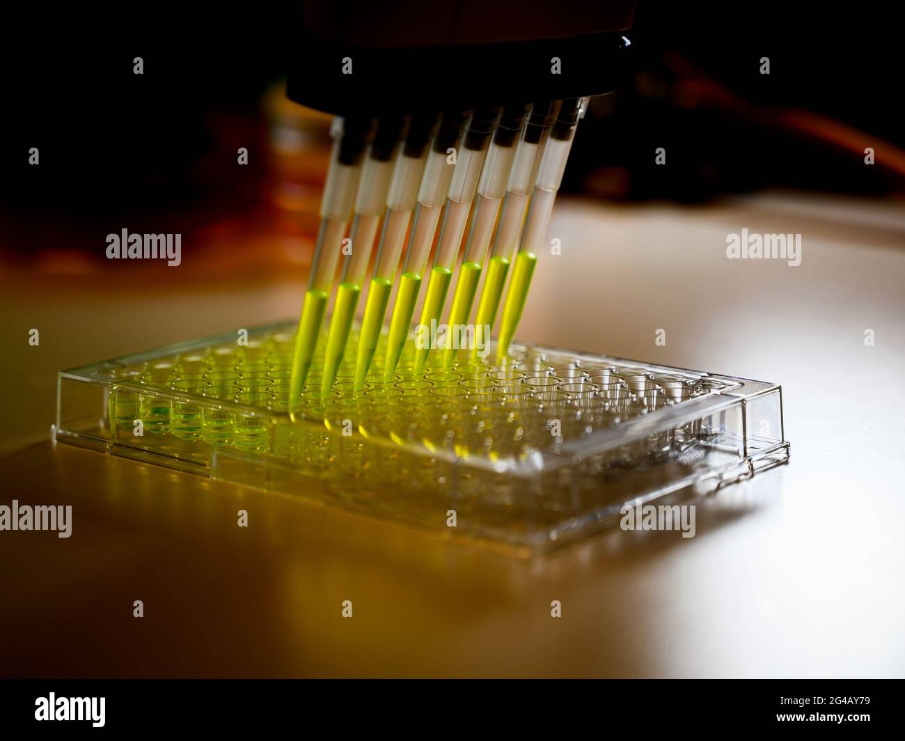 Multi channel pipette withdrawing green fluorophore compound solution ...