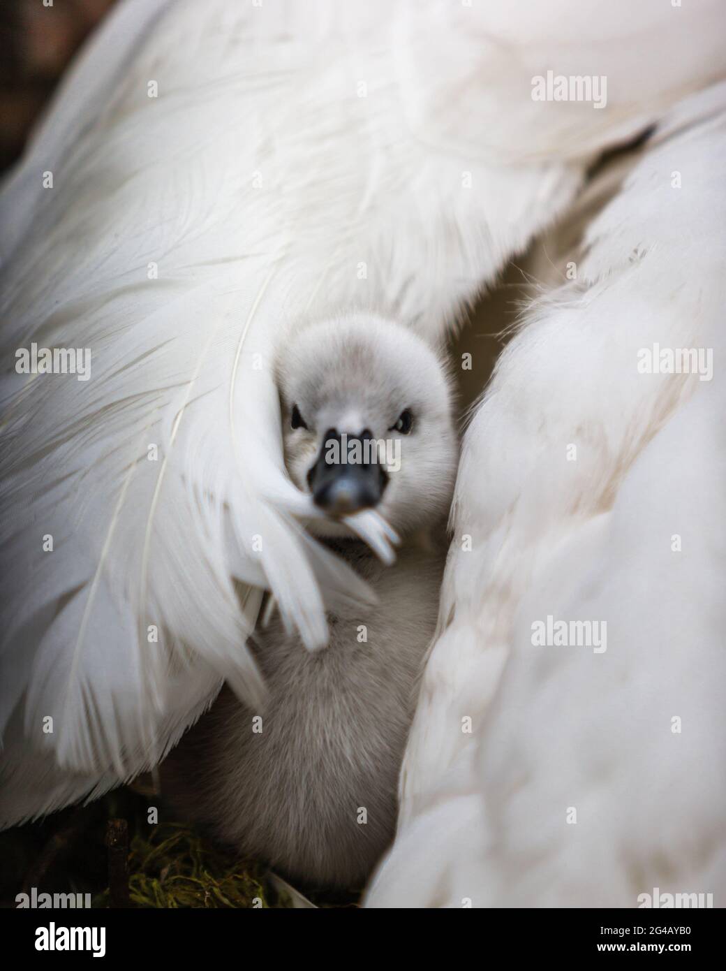 Under their mothers wings hi-res stock photography and images - Alamy