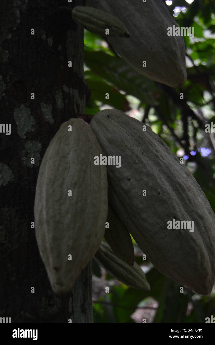 Cocoa tree leaves hi-res stock photography and images - Alamy