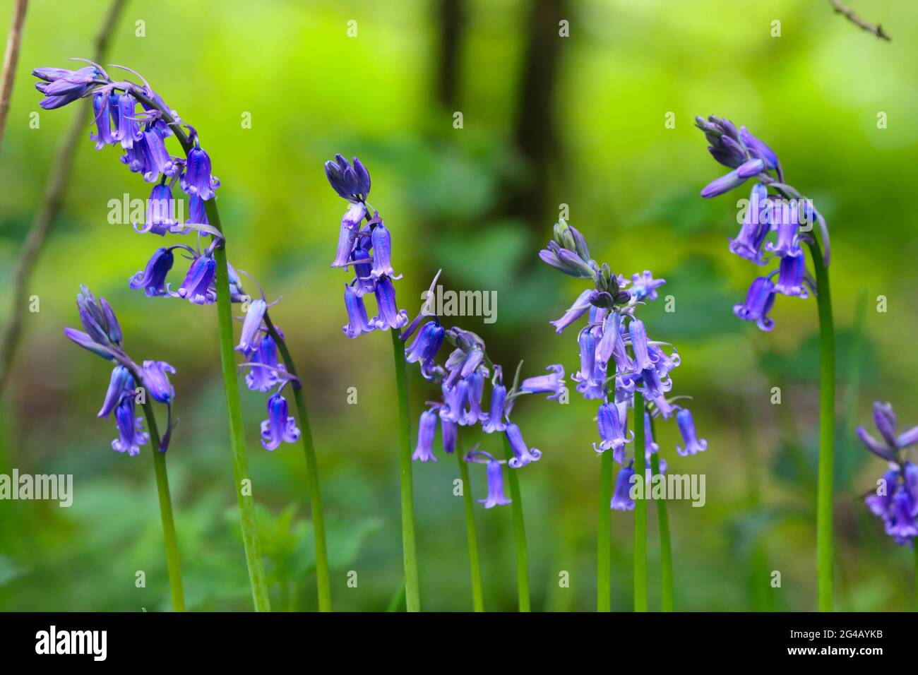 A Row of backlit Bluebells in Woodland. County Durham, England, UK ...