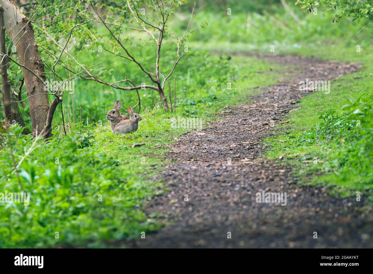 A Pair of Wild Rabbits sat beside a Footpath in a Nature Reserve at ...