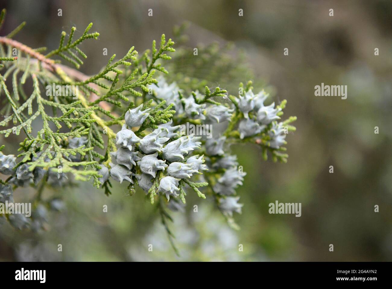 Cones of a conifer tree in Beijing, China Stock Photo - Alamy