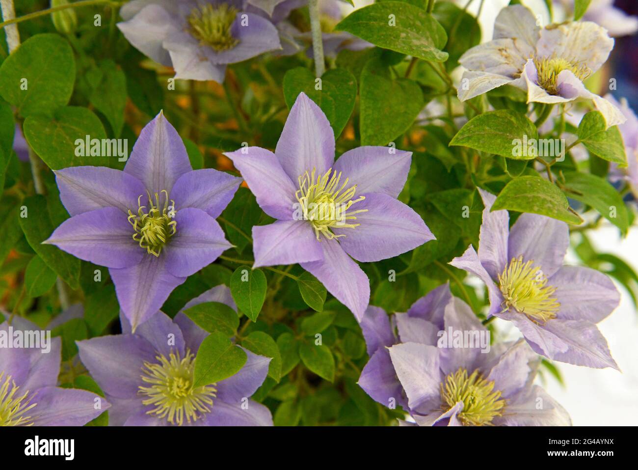 China-grown clematis plants on show at a horticultural fair and ...